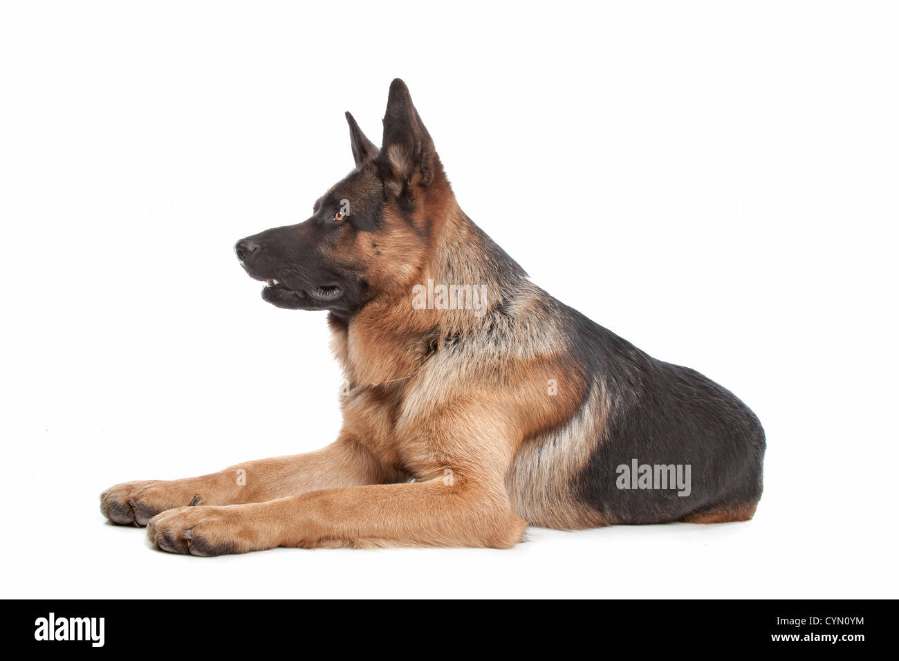 German shepherd in front of a white background Stock Photo - Alamy