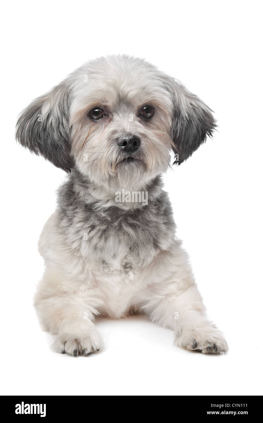 Little boomer dog in front of a white background Stock Photo - Alamy
