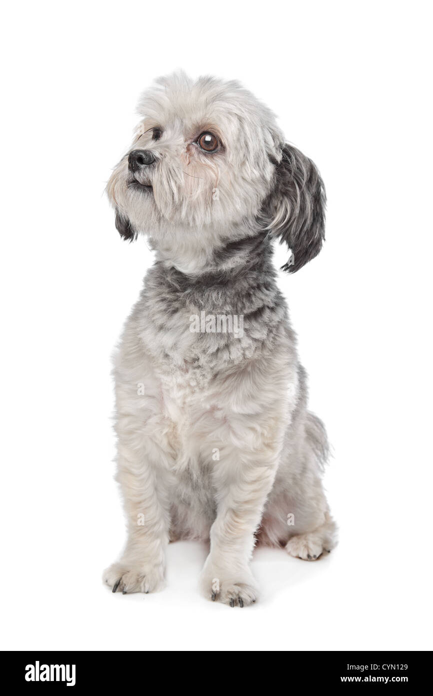 Little boomer dog in front of a white background Stock Photo - Alamy
