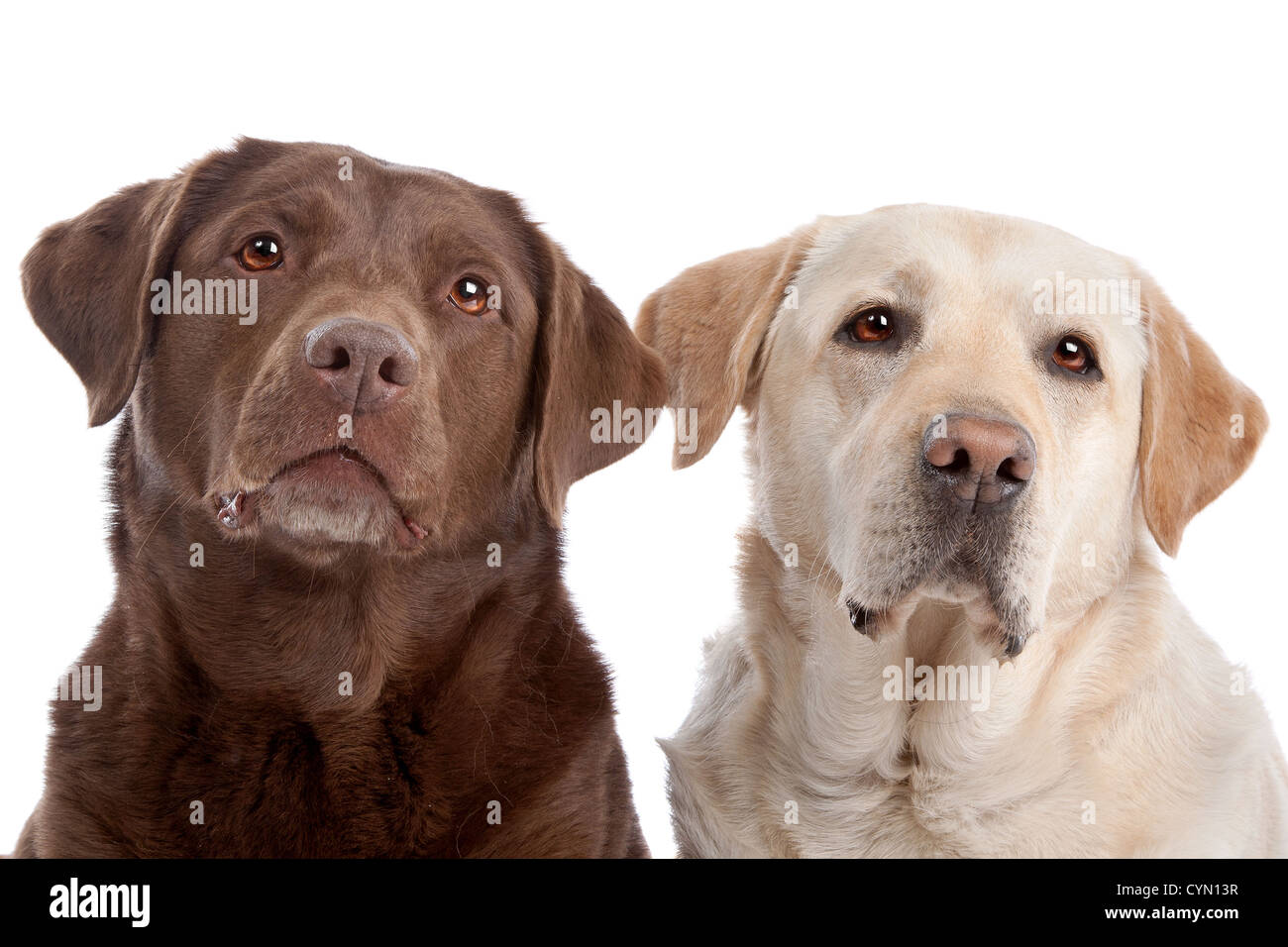 Yellow and chocolate Labrador in front of a white background Stock ...