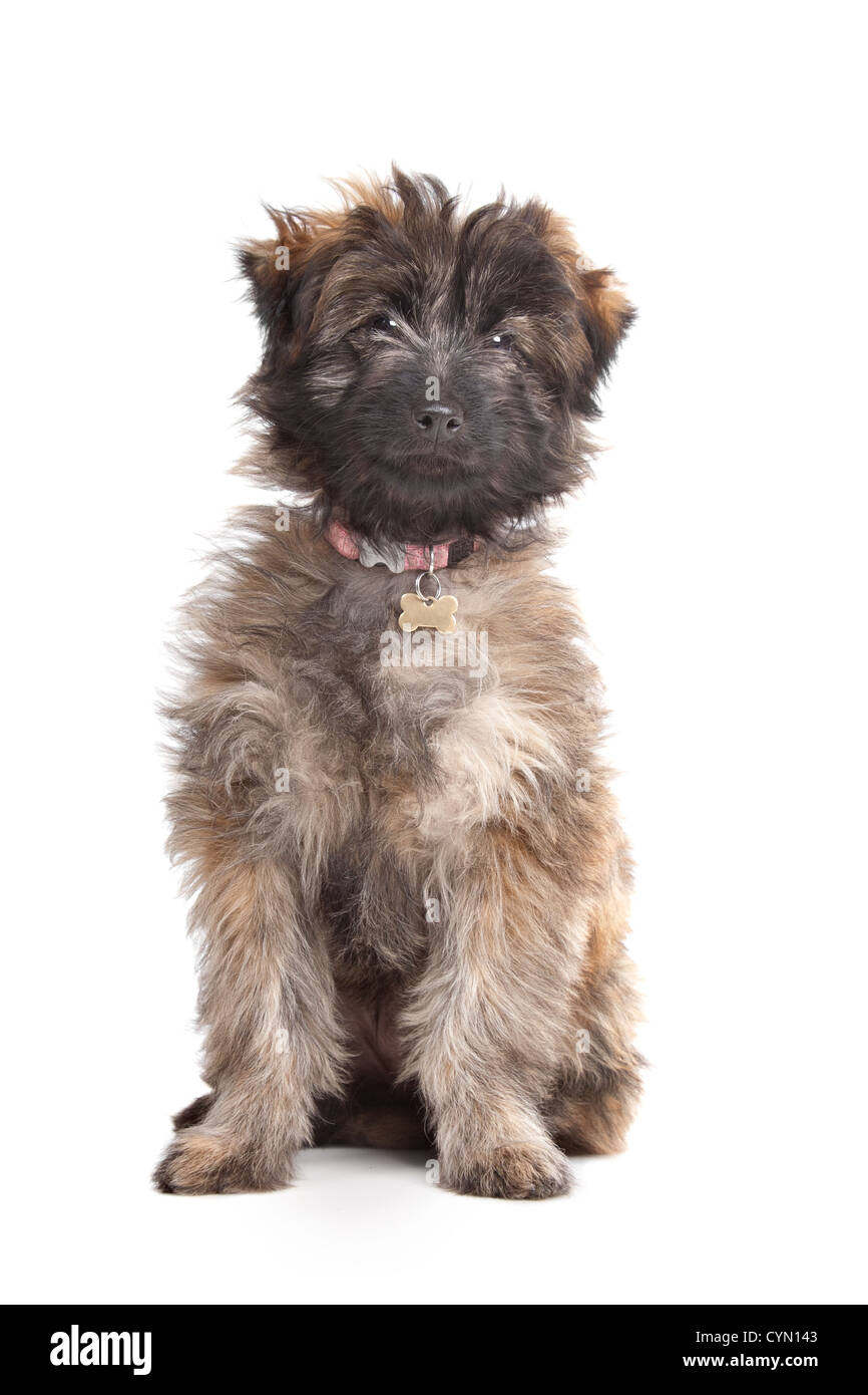 Pyrenean Shepherd puppy in front of a white background Stock Photo - Alamy