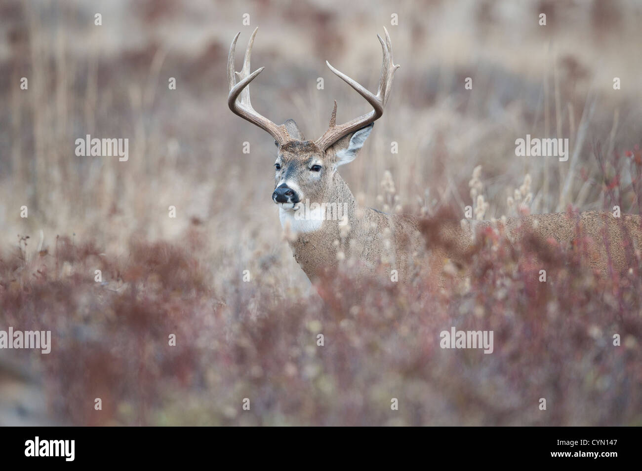Buck in St. John's Wort, Western Montana Stock Photo - Alamy