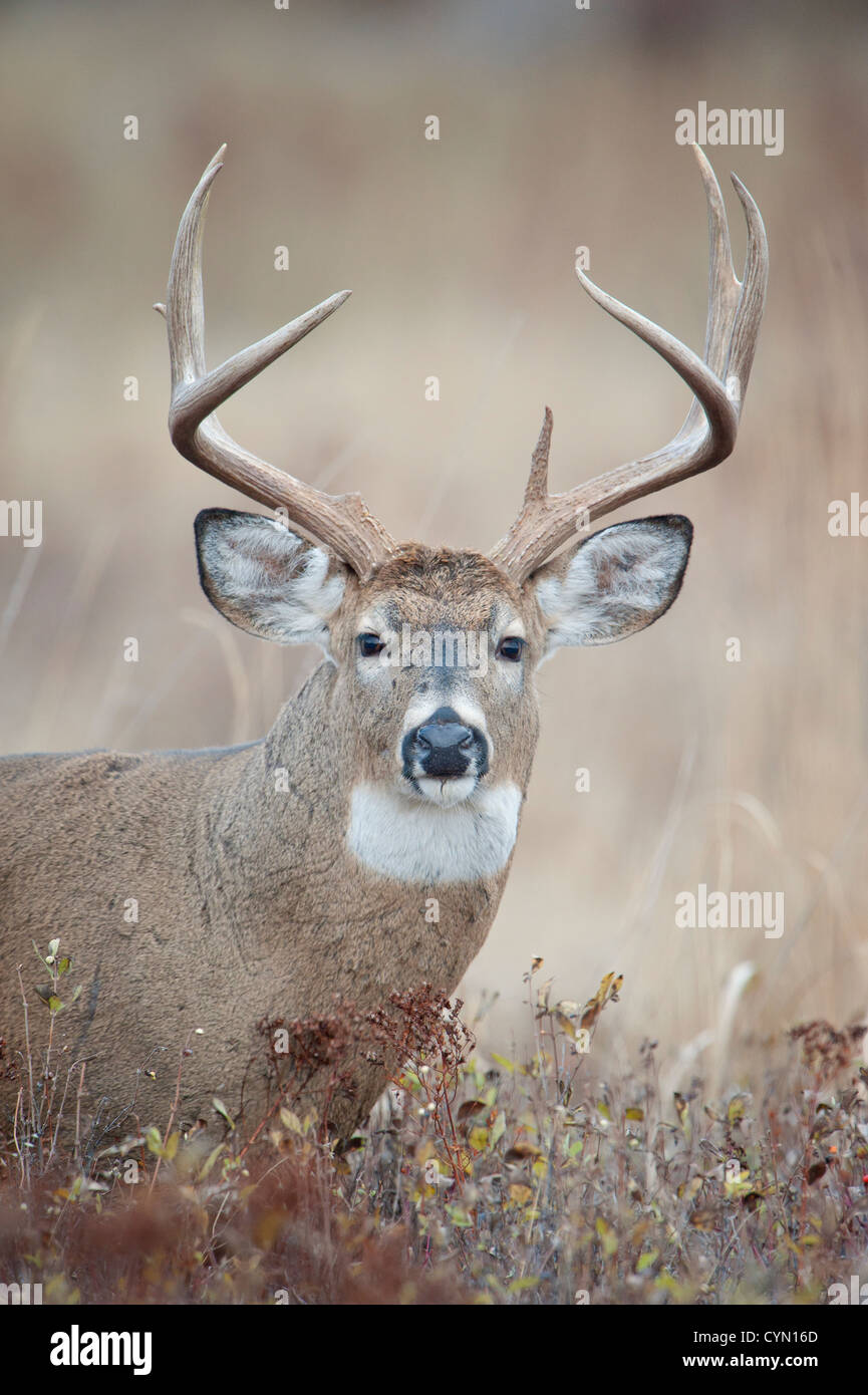 Whitetail Buck Portrait, Western Montana Stock Photo - Alamy