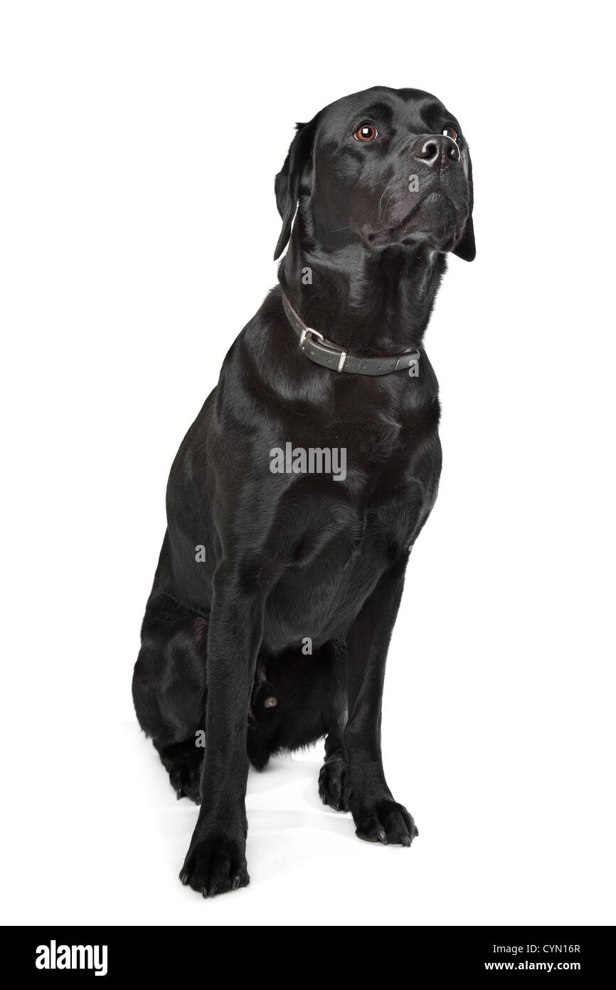 Black Labrador in front of a white background Stock Photo - Alamy