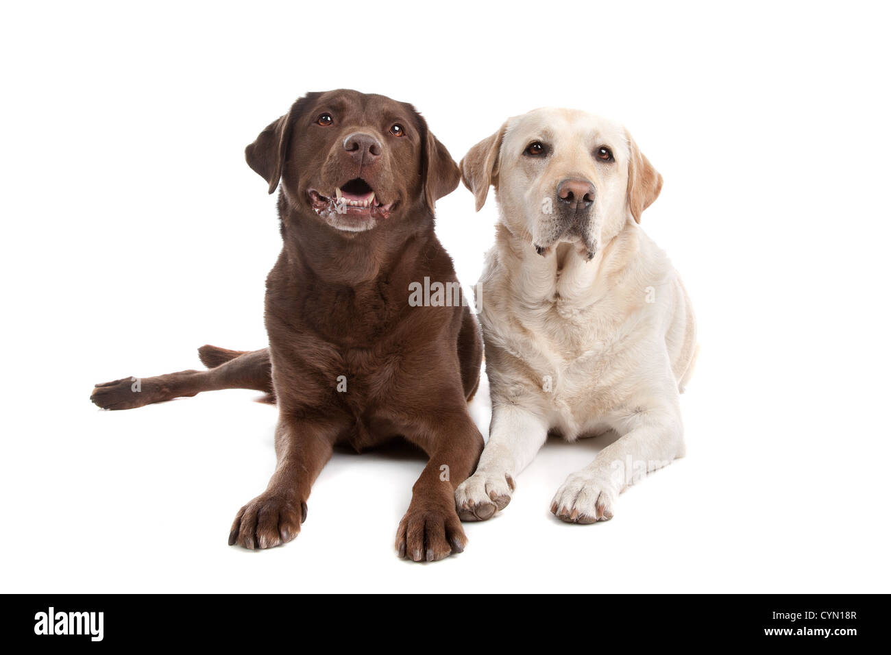 Yellow and chocolate Labrador in front of a white background Stock ...