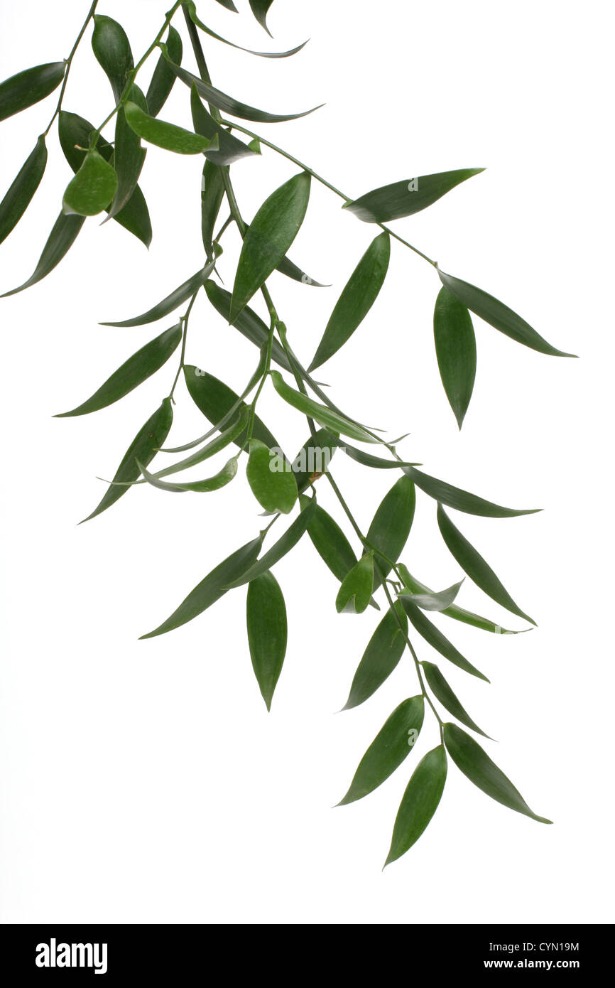 branch with green leaves shot on white Stock Photo - Alamy