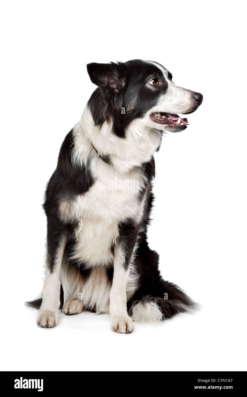 Border Collie in front of a white background Stock Photo - Alamy