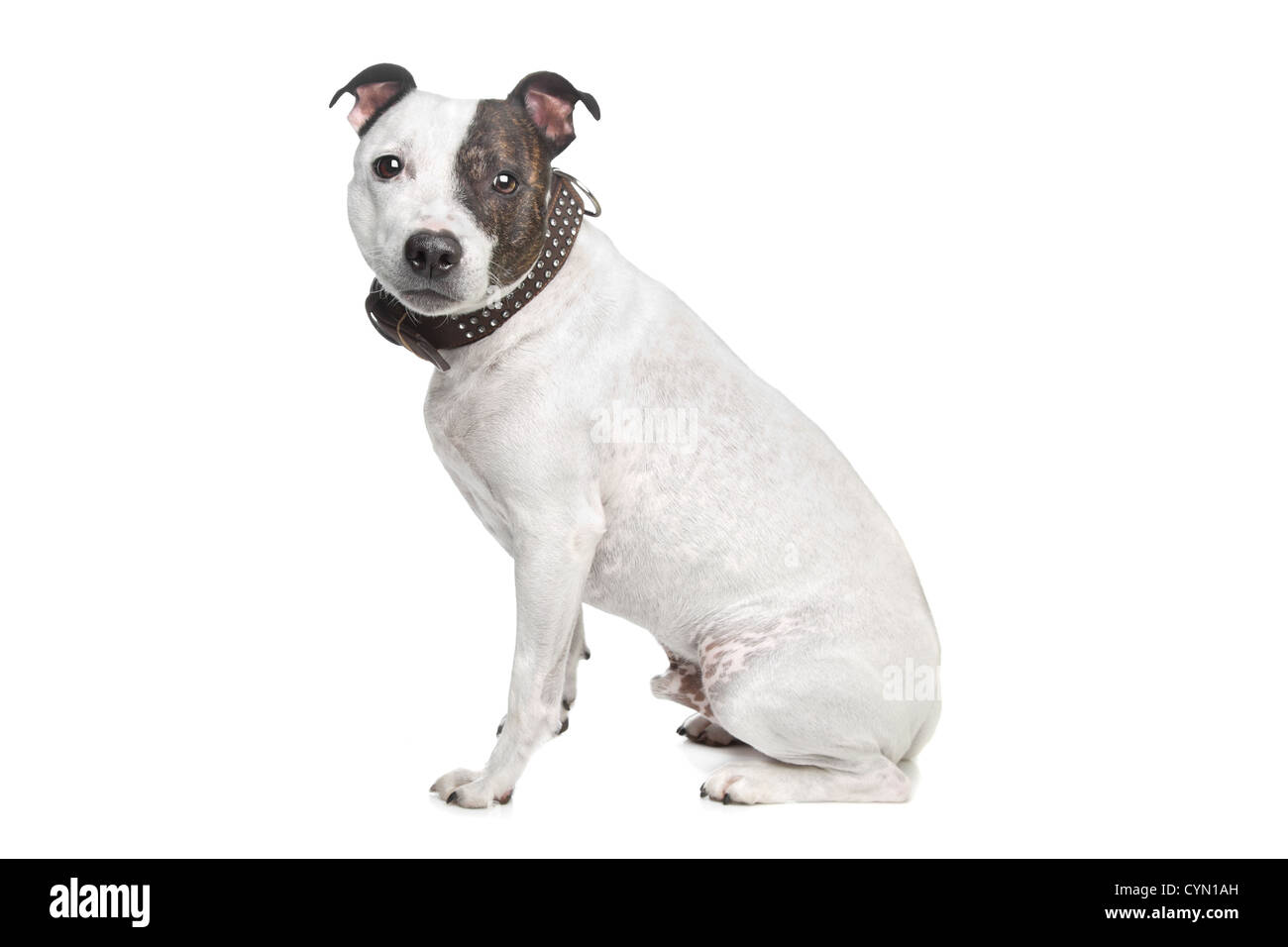 staffordshire terrier in front of a white background Stock Photo - Alamy