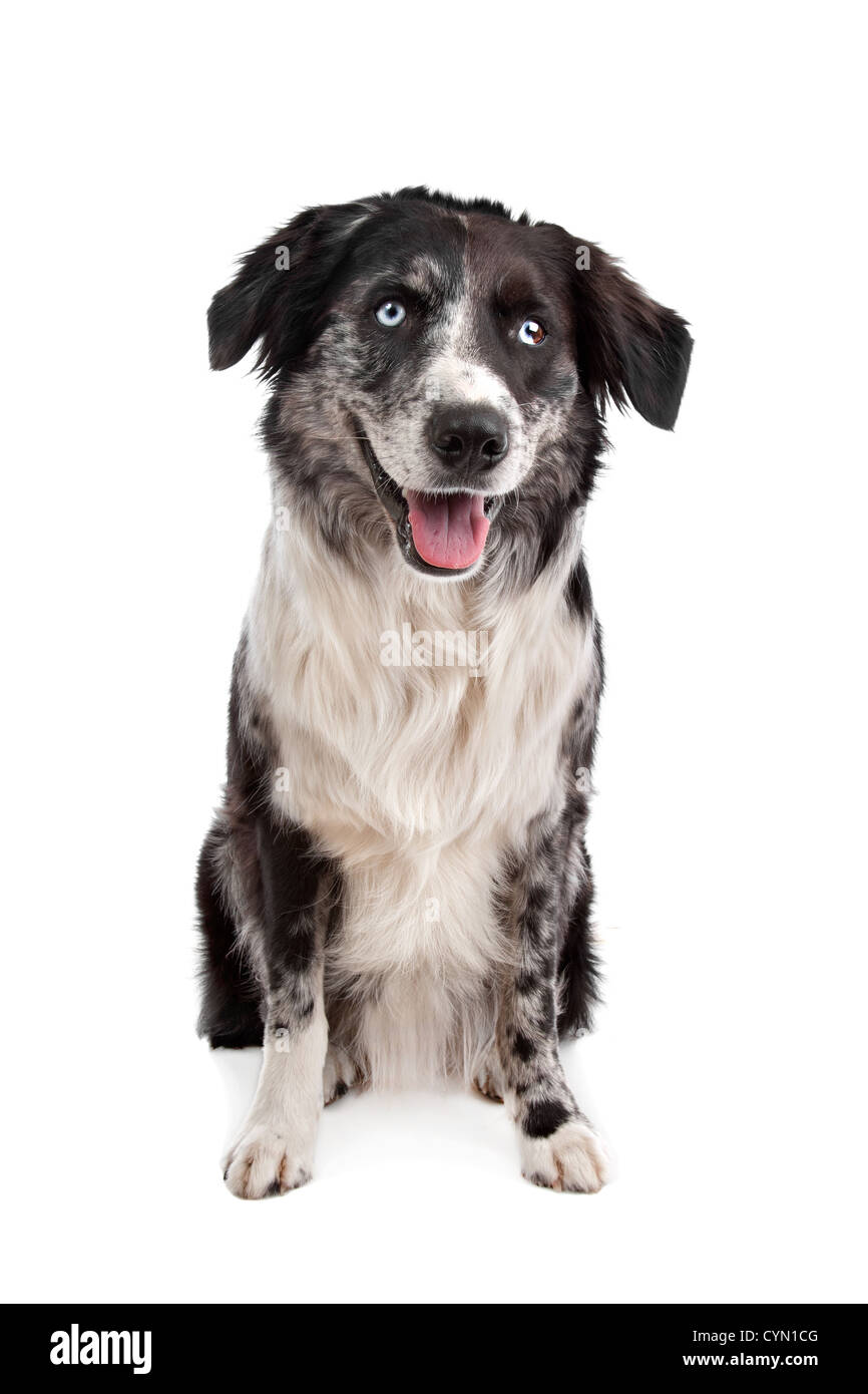 Australian Shepherd in front of a white background Stock Photo - Alamy