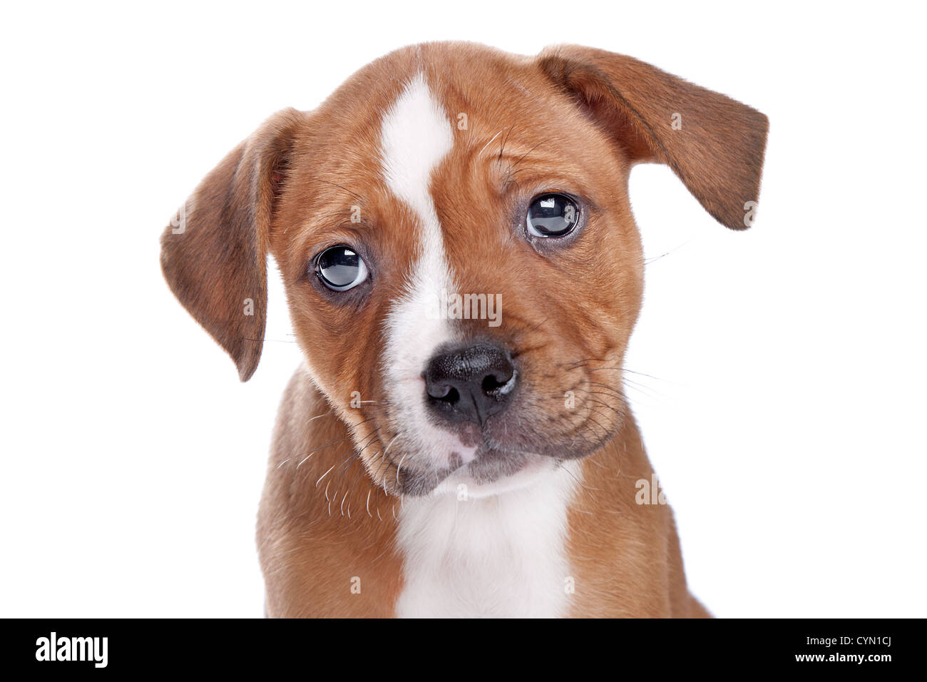 White Staffordshire Bull Terrier Stock Photos & White Staffordshire ...