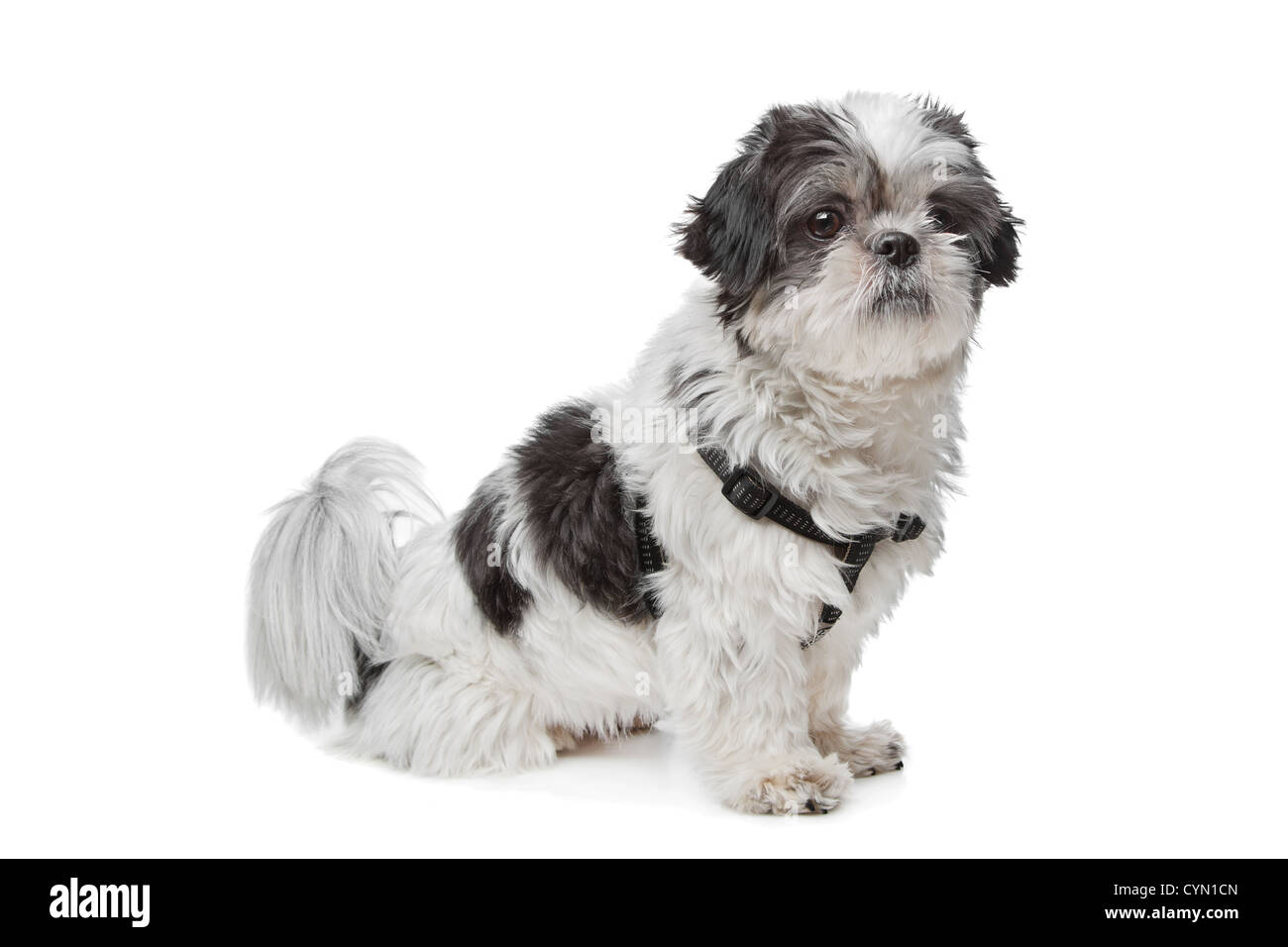 Shih Tzu in front of a white background Stock Photo - Alamy