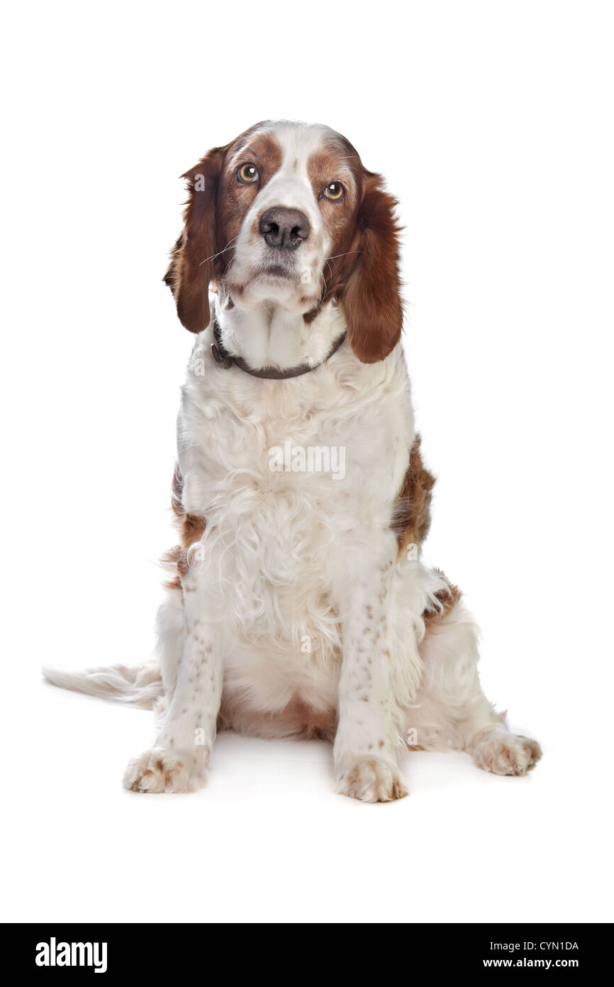 Welsh Springer Spaniel in front of a white background Stock Photo - Alamy