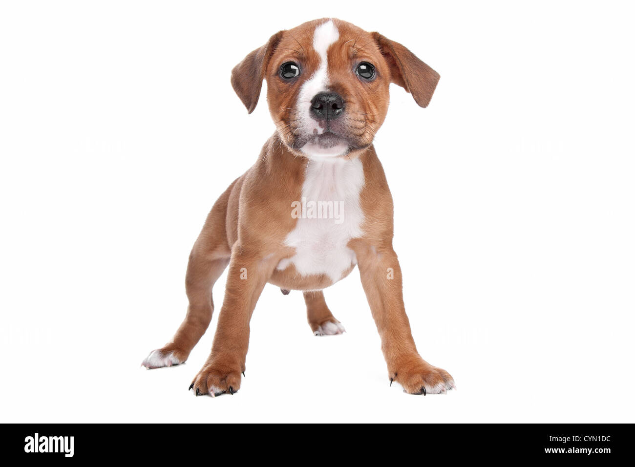 Puppy Staffordshire Bull Terrier In Stock Photos & Puppy Staffordshire ...