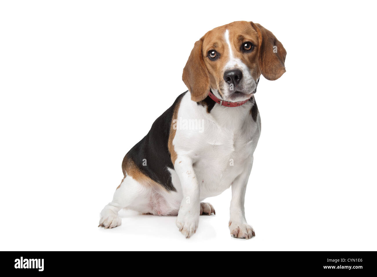 Beagle hound in front of a white background Stock Photo - Alamy