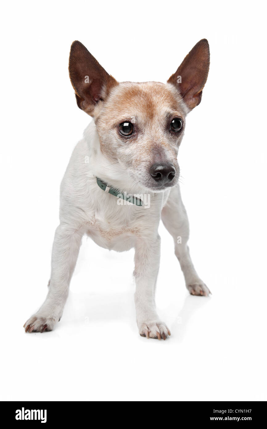 Jack Russel Terrier in front of a white background Stock Photo - Alamy