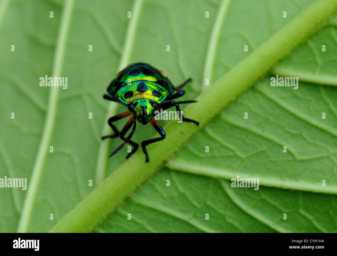 Glitter bug hi-res stock photography and images - Alamy