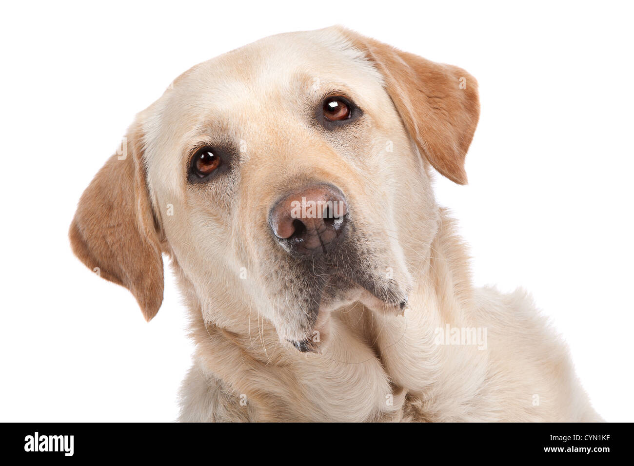 Yellow Labrador in front of a white background Stock Photo - Alamy