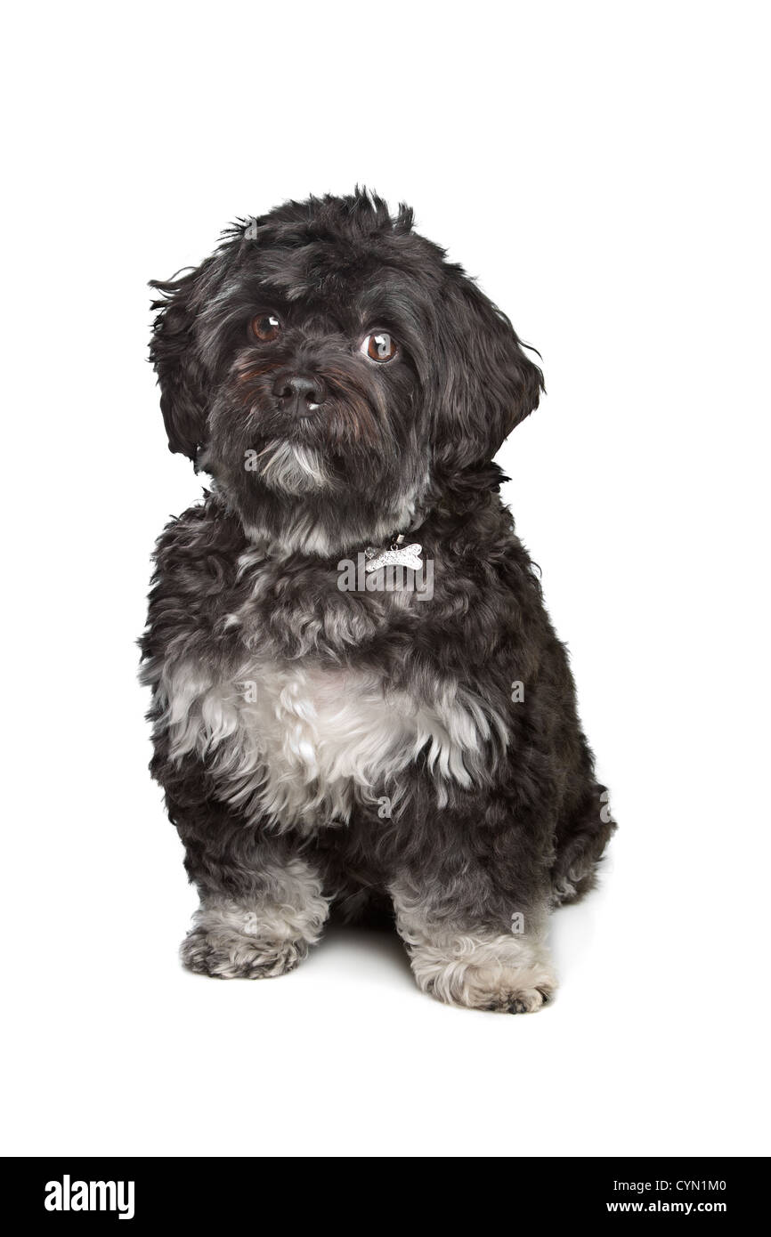 little black boomer dog in front of a white background Stock Photo - Alamy