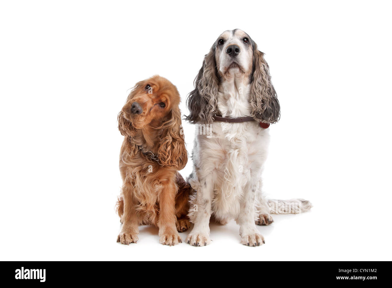 Two English Cocker Spaniel dogs in front of a white background Stock ...