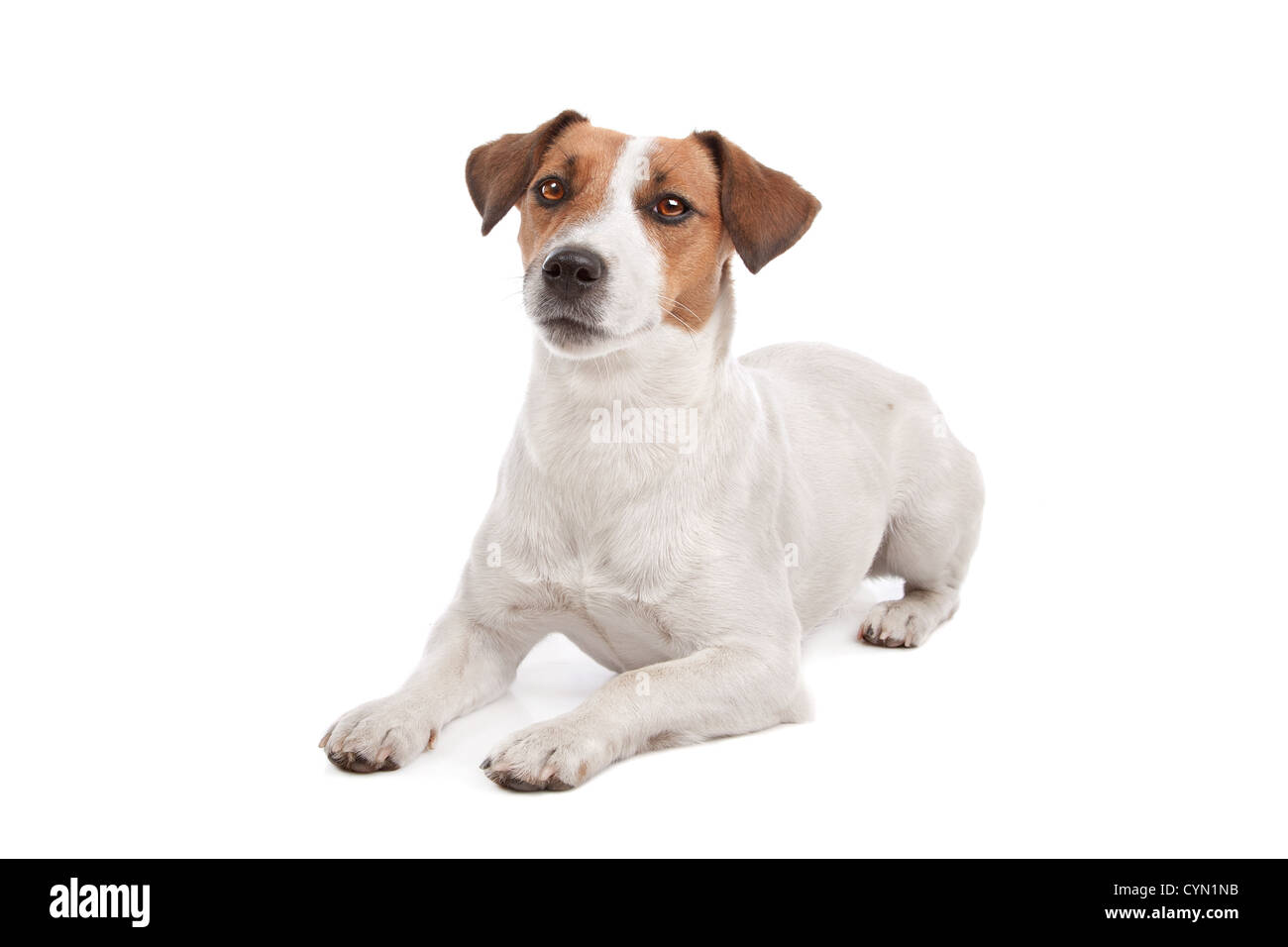Jack Russel Terrier in front of a white background Stock Photo - Alamy