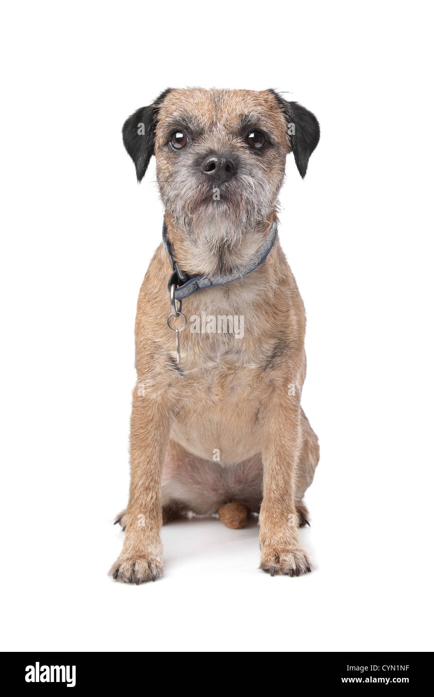 Border Terrier in front of a white background Stock Photo - Alamy