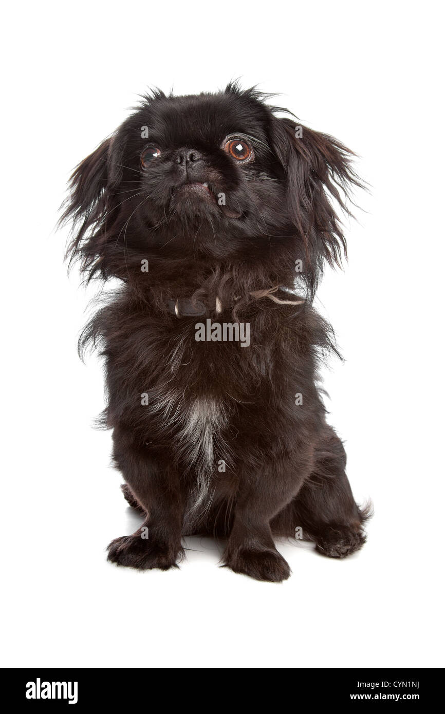 Japanese chin pekingese dog hi-res stock photography and images - Alamy
