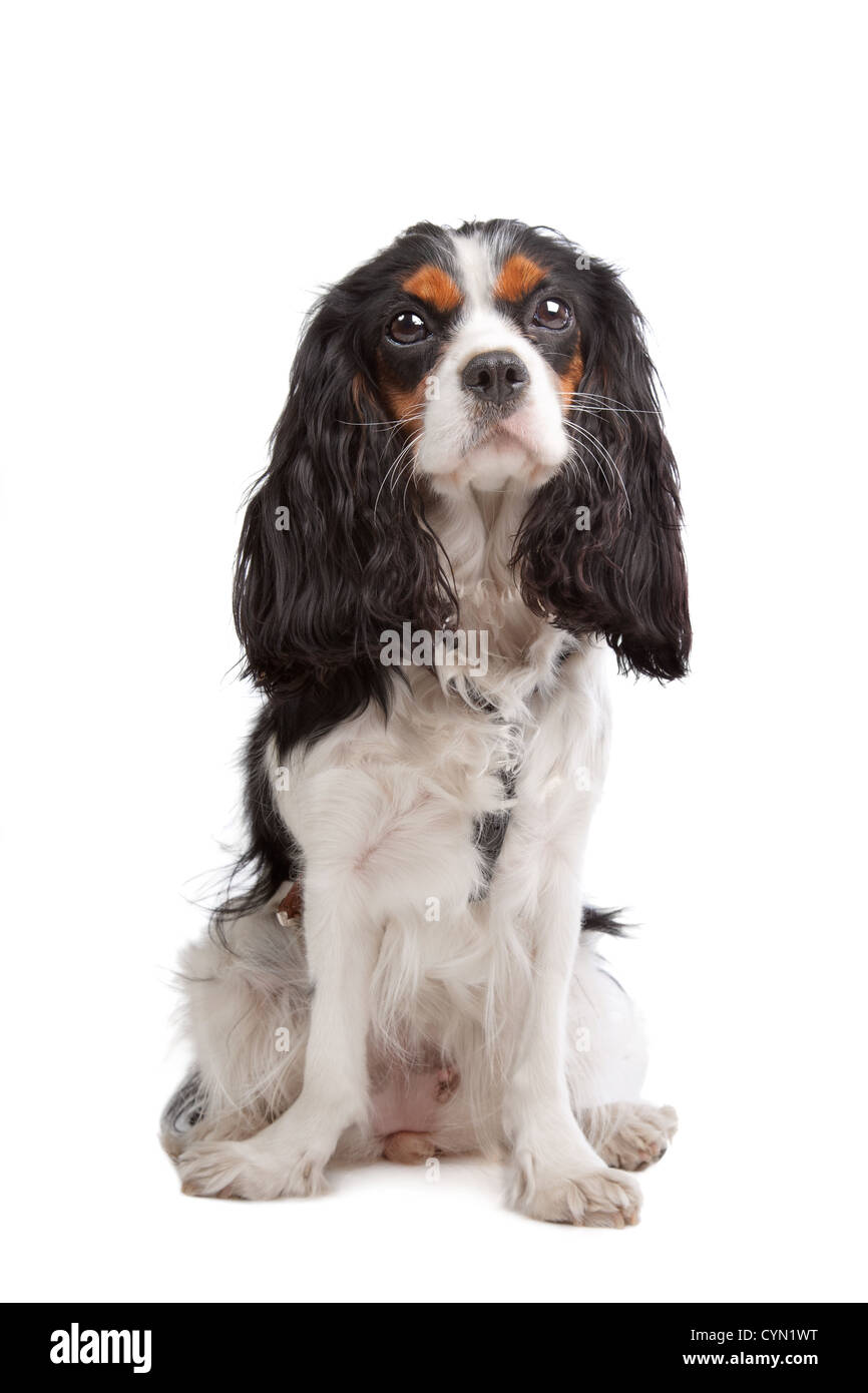 Cavalier King Charles Spaniel in front of a white background Stock ...