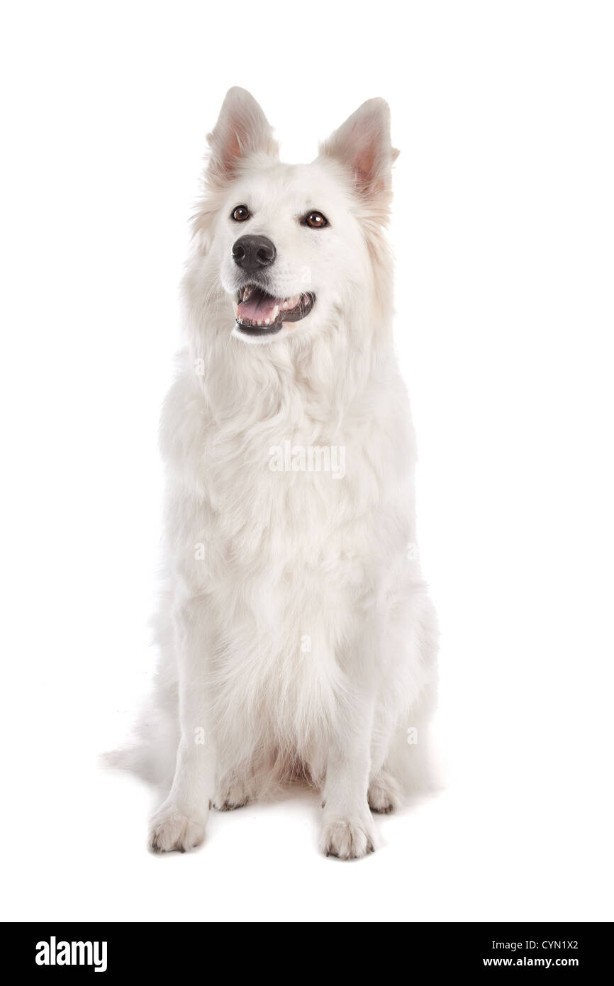 White American German Shepherd