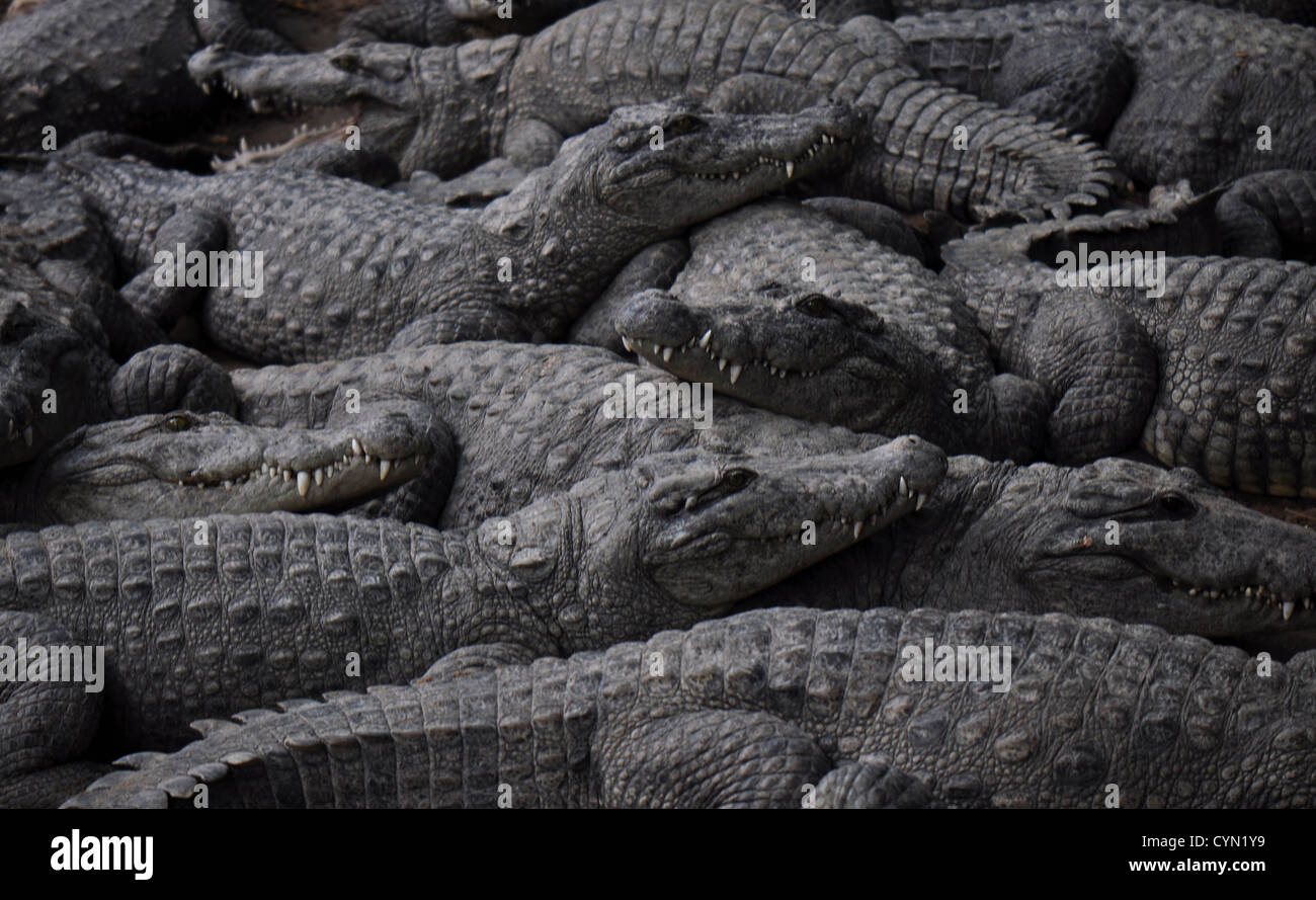 Croc crocs hi-res stock photography and images - Alamy