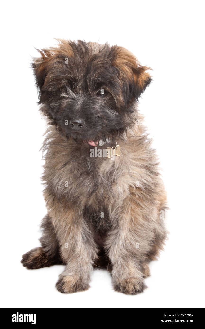 Pyrenean Shepherd puppy in front of a white background Stock Photo - Alamy