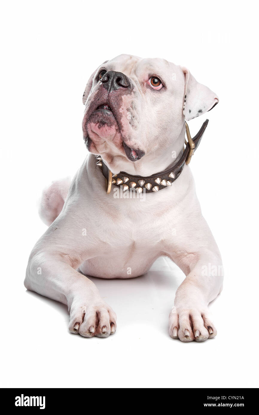 American Bulldog in front of a white background Stock Photo - Alamy