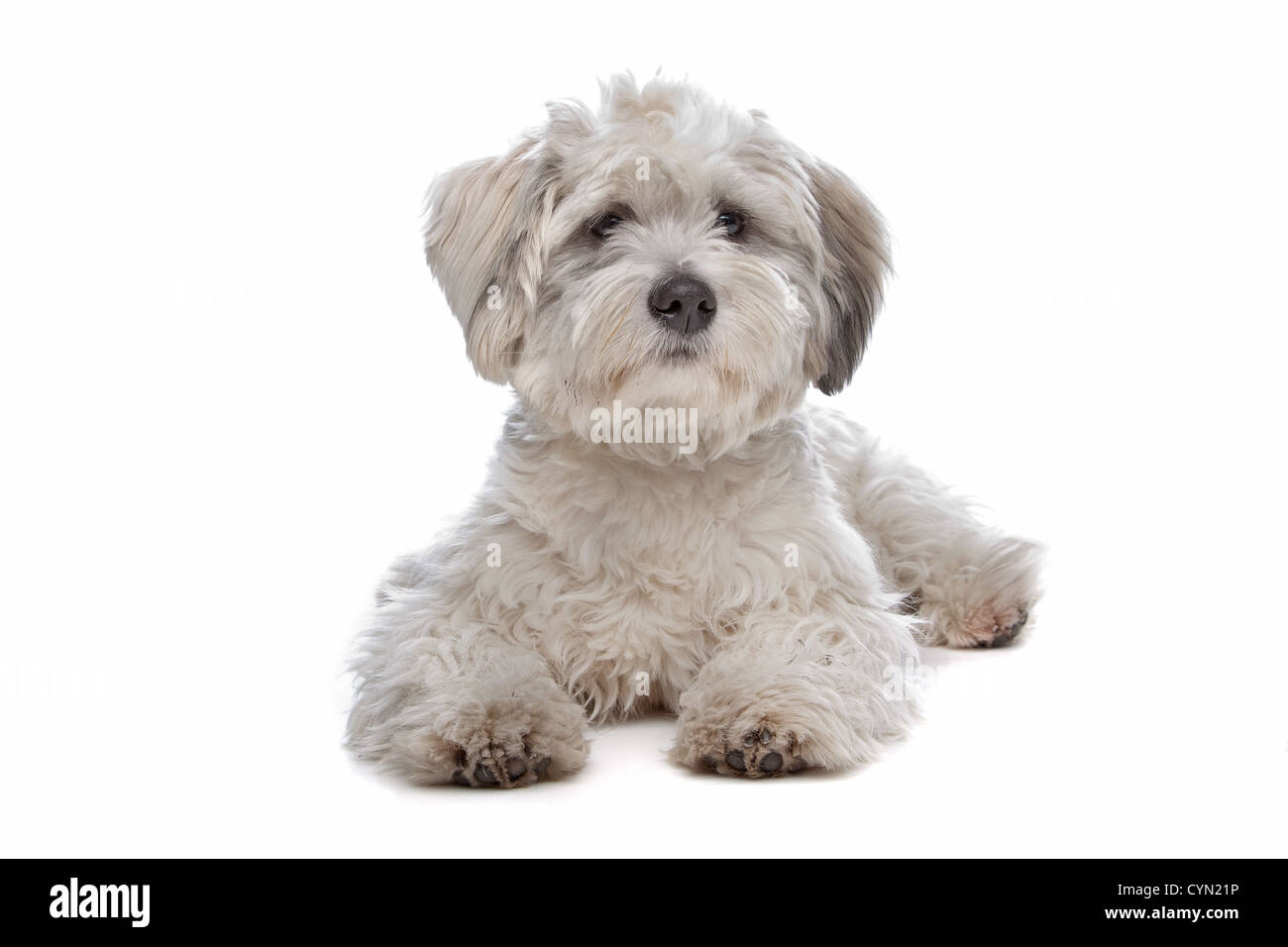boomer, mixed breed dog in front of a white background Stock Photo - Alamy
