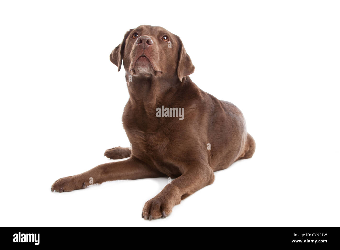 Chocolate Labrador in front of a white background Stock Photo - Alamy