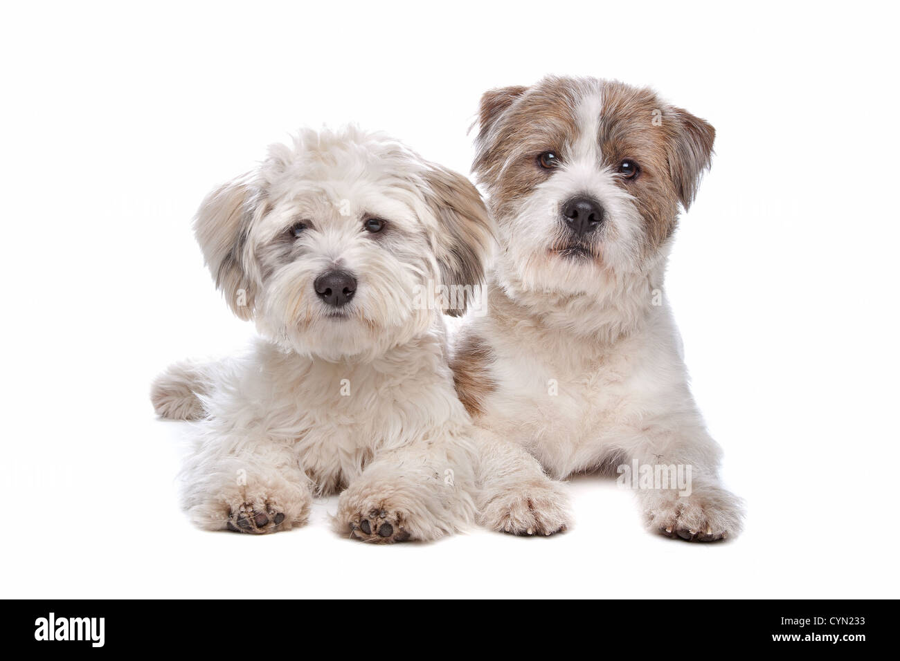 boomer, mixed breed dog in front of a white background Stock Photo - Alamy