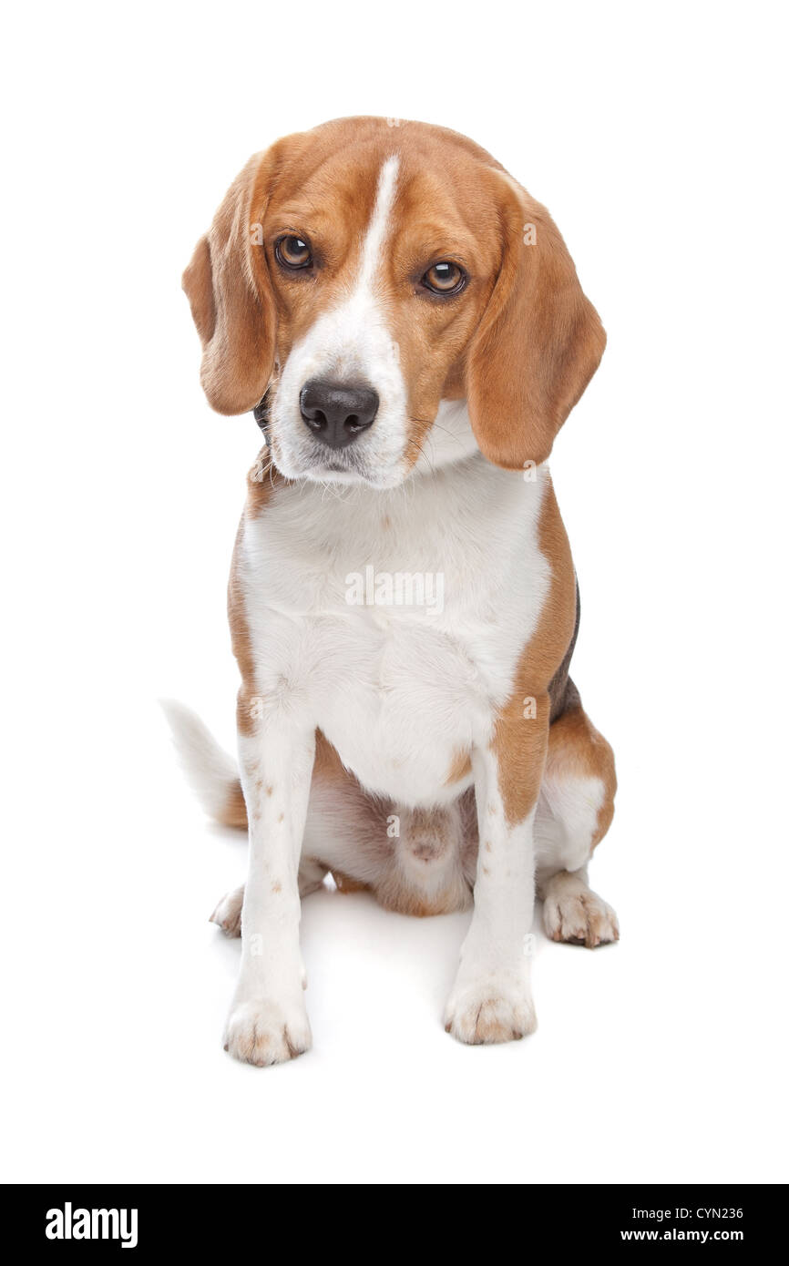 Beagle dog in front of a white background Stock Photo - Alamy
