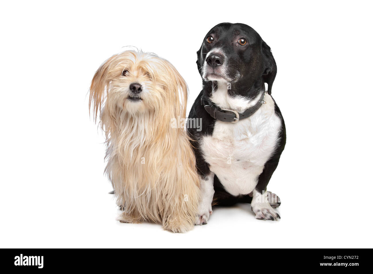 two dogs in front of a white background Stock Photo - Alamy