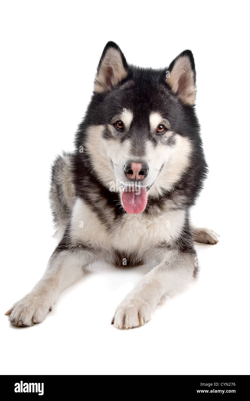 Alaskan Malamute in front of a white background Stock Photo - Alamy