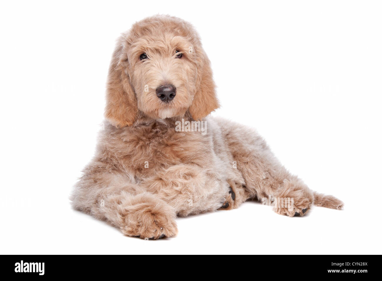 Labradoodle puppy in front of a white background Stock Photo - Alamy