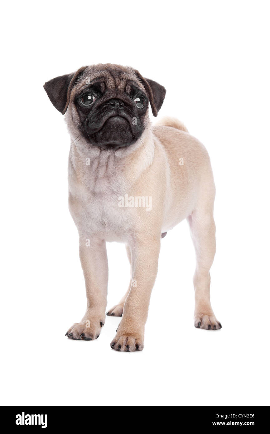 pug puppy in front of a white background Stock Photo - Alamy