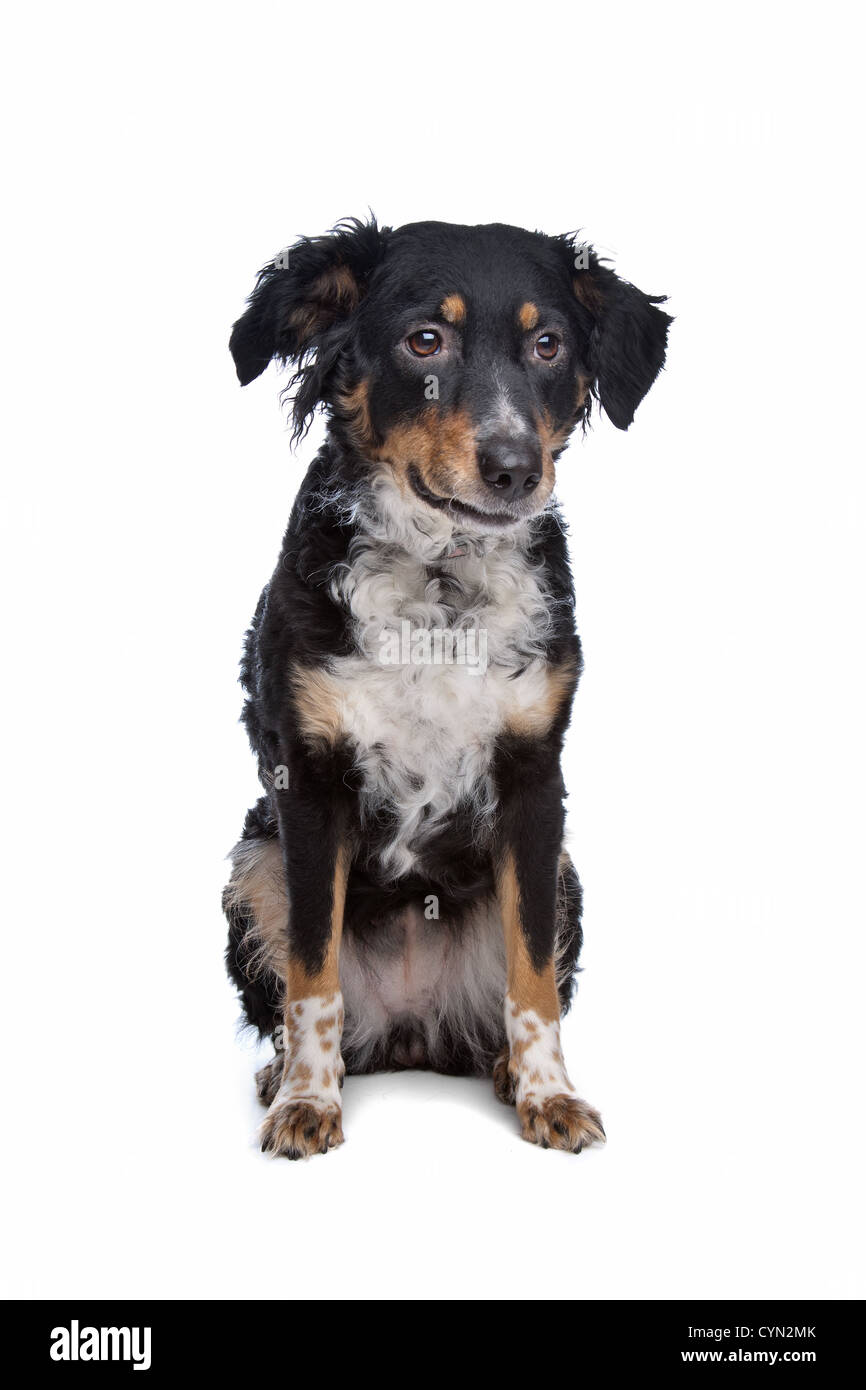 mixed breed dog, kooiker, Frisian Pointer, in front of a white ...