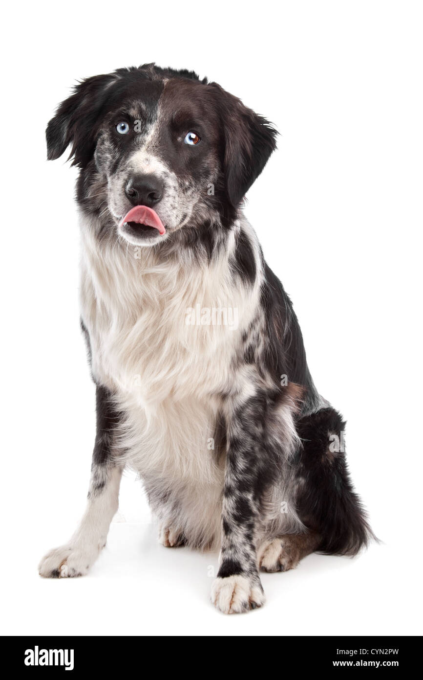 Australian Shepherd in front of a white background Stock Photo - Alamy
