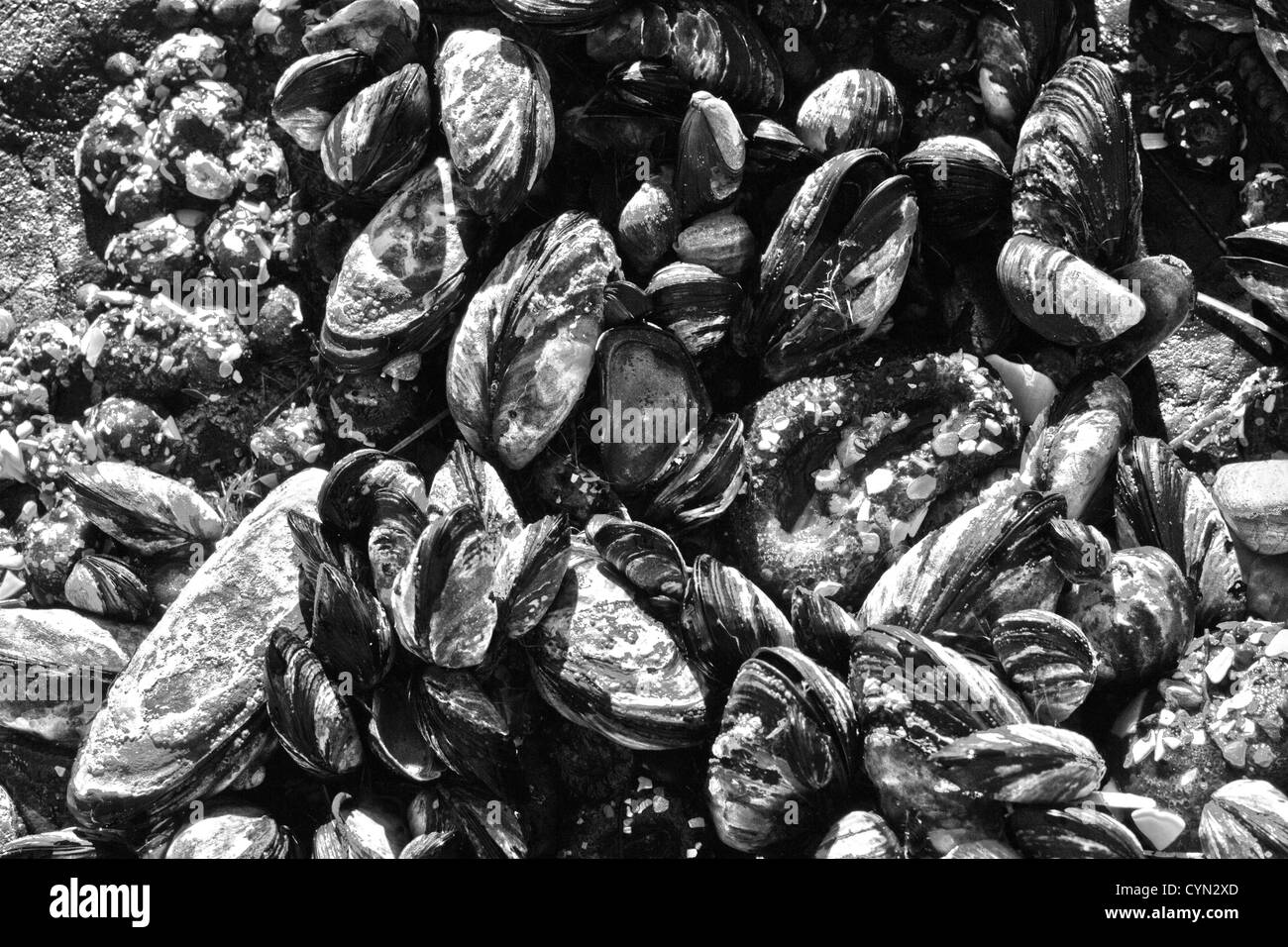 Barnacles barnacles shells hi-res stock photography and images - Alamy