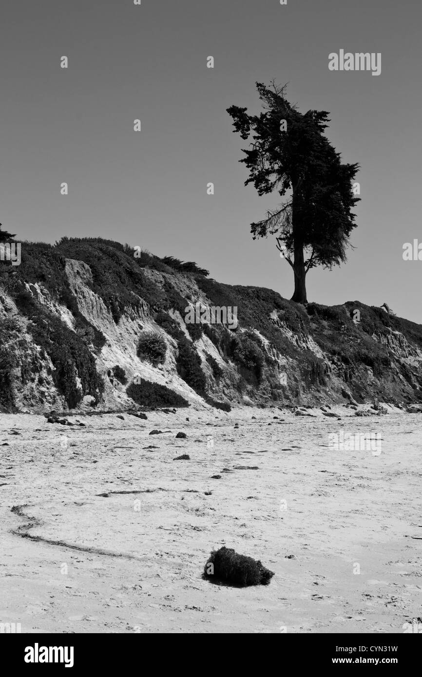 Beach sand and tree hi-res stock photography and images - Alamy