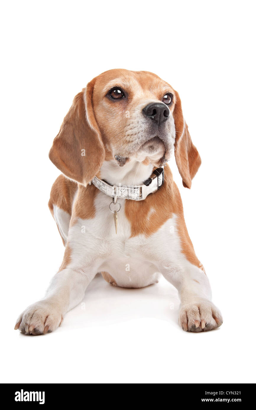 Beagle in front of a white background Stock Photo - Alamy