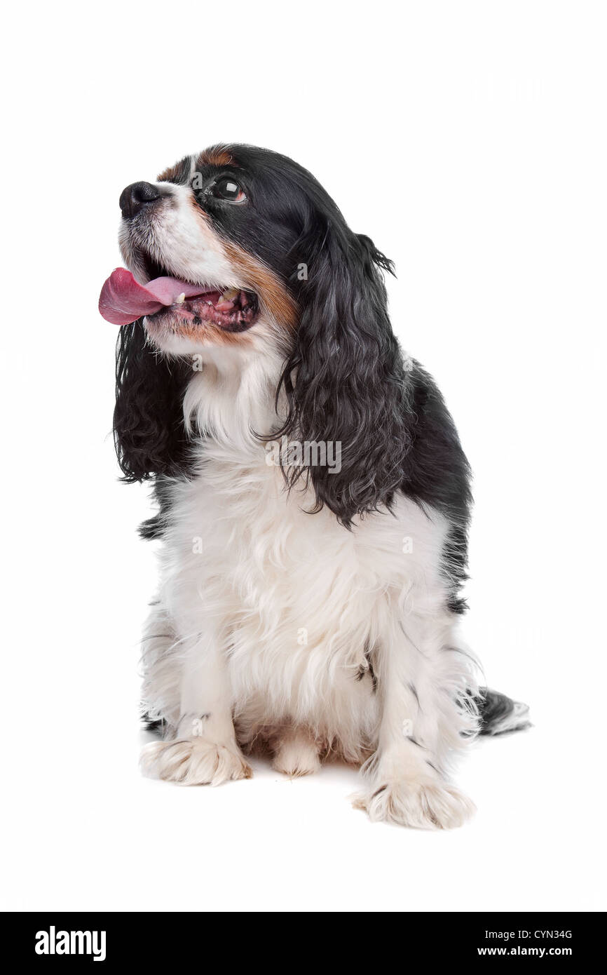 Cavalier King Charles Spaniel in front of a white background Stock ...