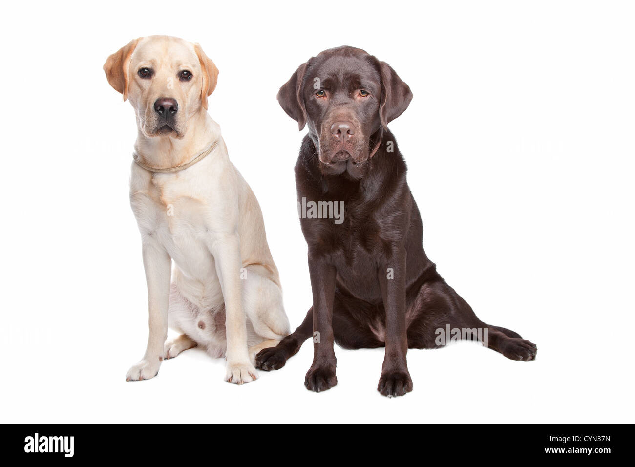 two Labrador retrievers in front of a white background Stock Photo - Alamy