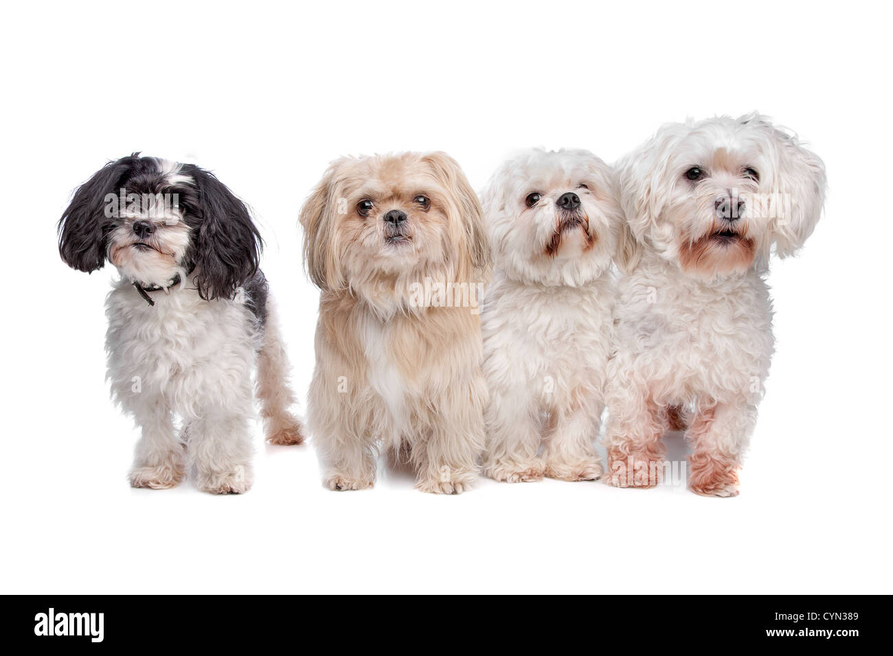 a shih tzu, two maltese dogs and a mix Stock Photo - Alamy
