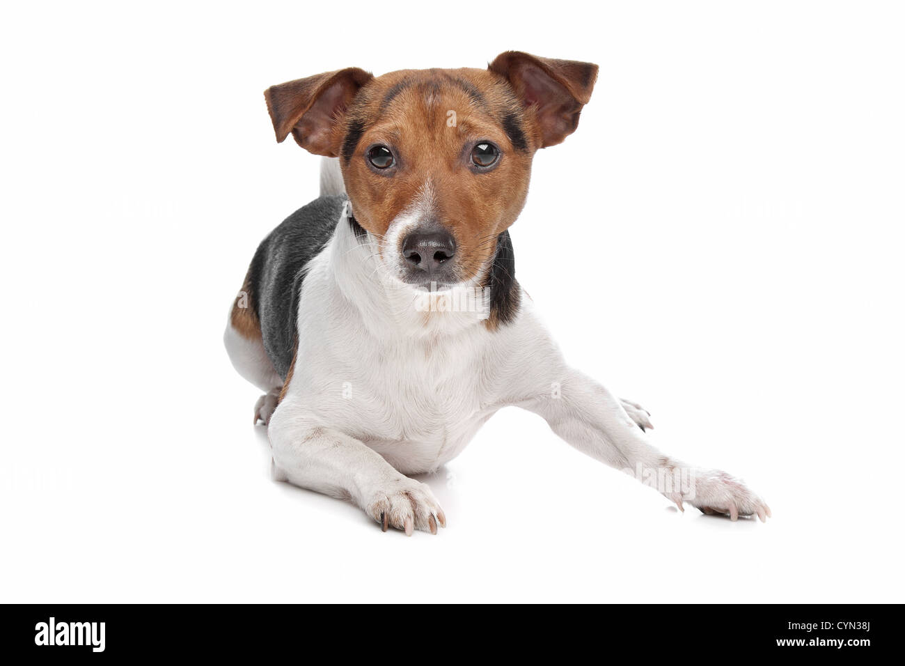 Jack Russel Terrier dog in front of a white background Stock Photo - Alamy