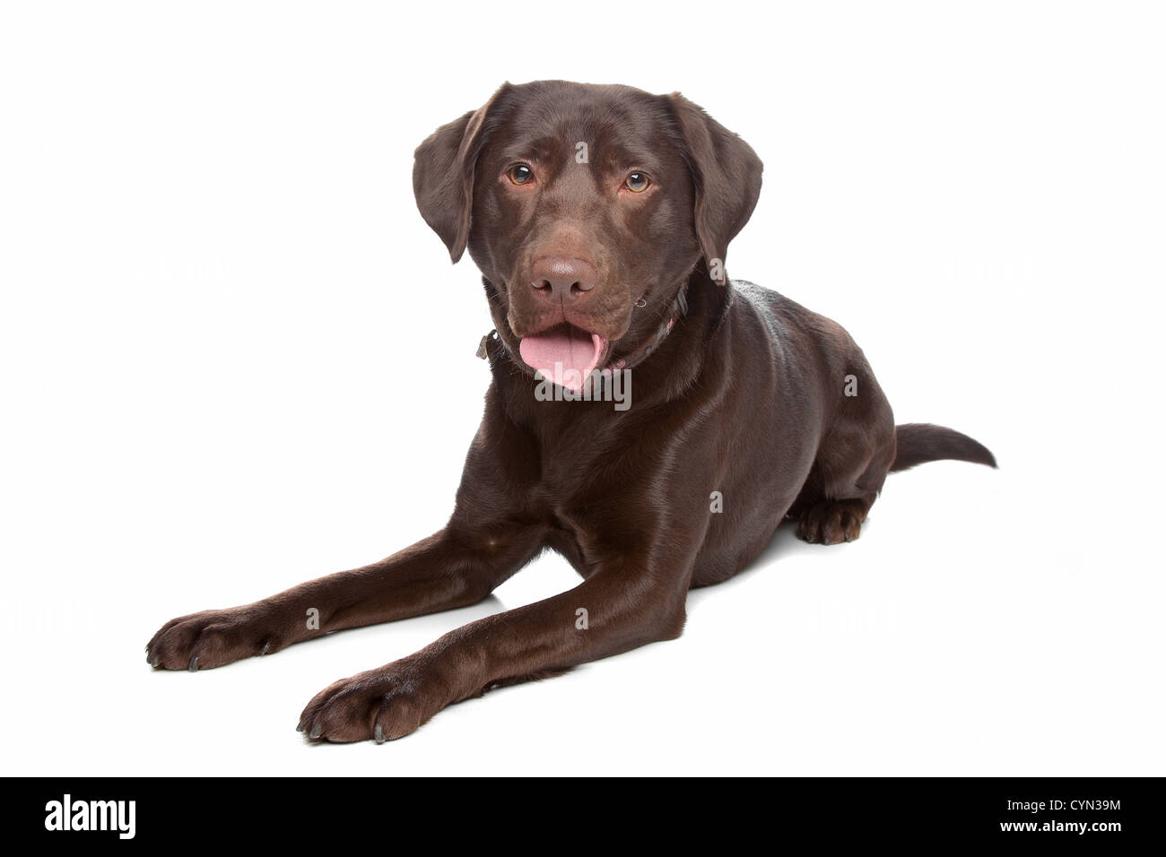 Labrador retriever in front of a white background Stock Photo - Alamy