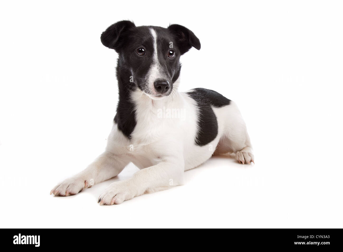 Jack Russel Terrier in front of a white background Stock Photo - Alamy